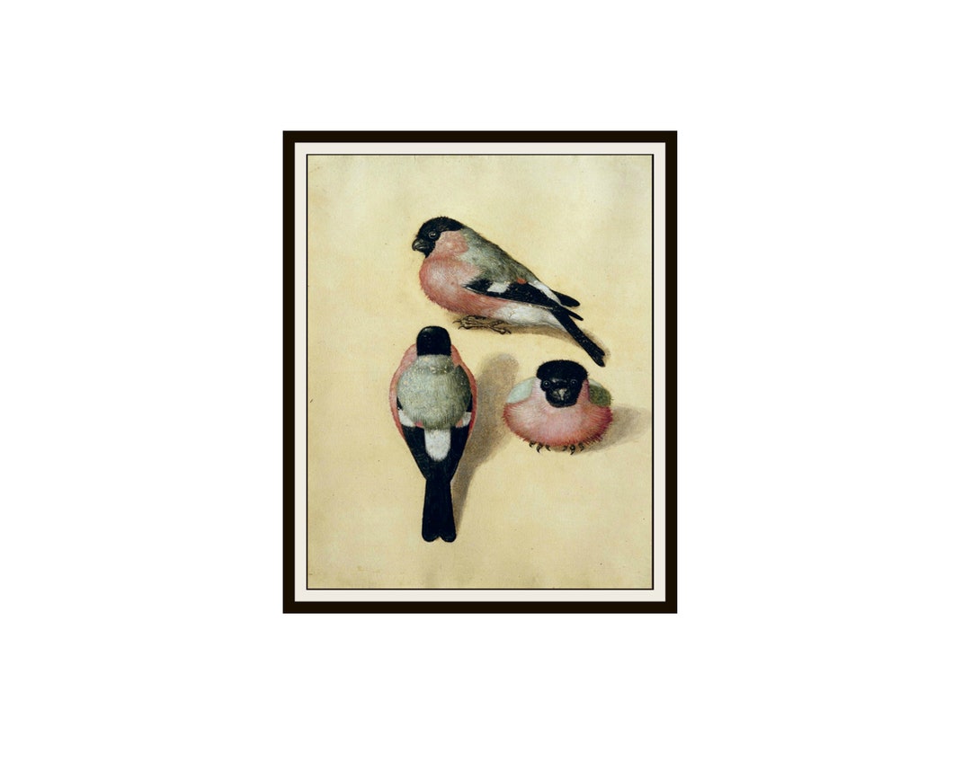 Albrecht Dürer 'three Studies of a Tree Bullfinch‘ 1543 Watercolor ...