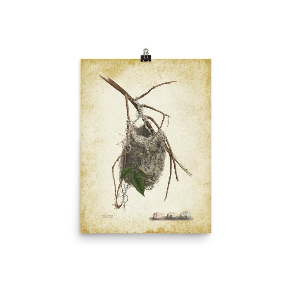 Bird's Nest Poster Farmhouse Art Rustic Art Print Poster | Etsy