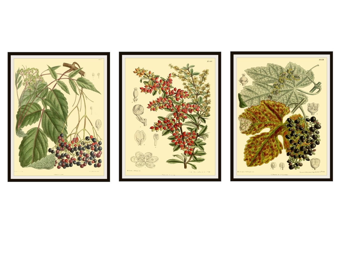 Set of 3 Vintage Botanical Art Print Poster Reproductions | Etsy