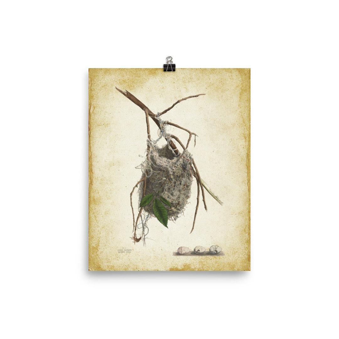Bird's Nest Poster, Farmhouse Art, Rustic Art Print Poster - Etsy