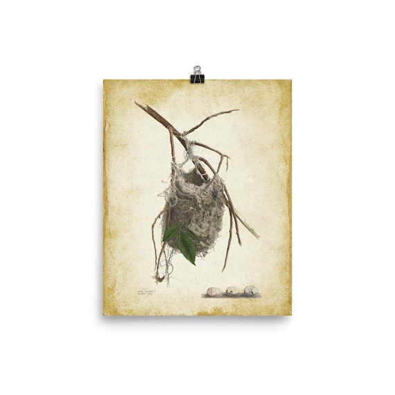 Bird's Nest Poster Farmhouse Art Rustic Art Print Poster | Etsy