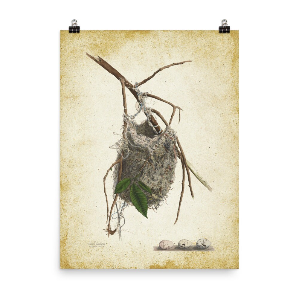 Bird's Nest Poster Farmhouse Art Rustic Art Print Poster | Etsy