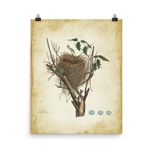 Bird's Nest Poster, Farmhouse Art, Rustic Art Print Poster - Etsy