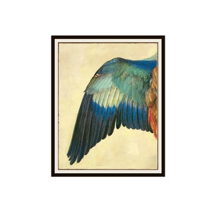 Albrecht Dürer 'wing of a European Roller' Watercolor Reproduction ...