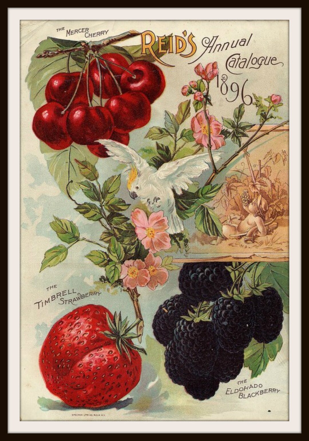 Vintage Art Print Reid's Seed Pack Catalog Ephemera, Print Wall Decor ...