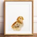 Chick Print, Nursery Wall Art, Cute Baby Animal Prints, Farm Animal ...