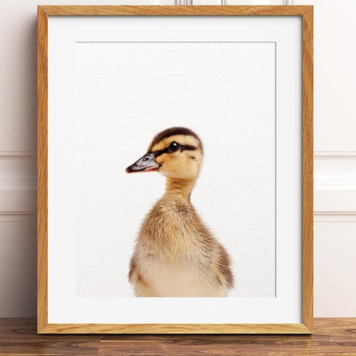 Duckling Print Nursery Art Baby Animal Prints Farm Animals | Etsy