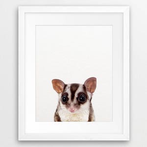 Sugar Glider Print, Cute Baby Animal Prints, Australian Squirrel Print ...