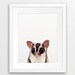 Sugar Glider Print, Cute Baby Animal Prints, Australian Squirrel Print ...