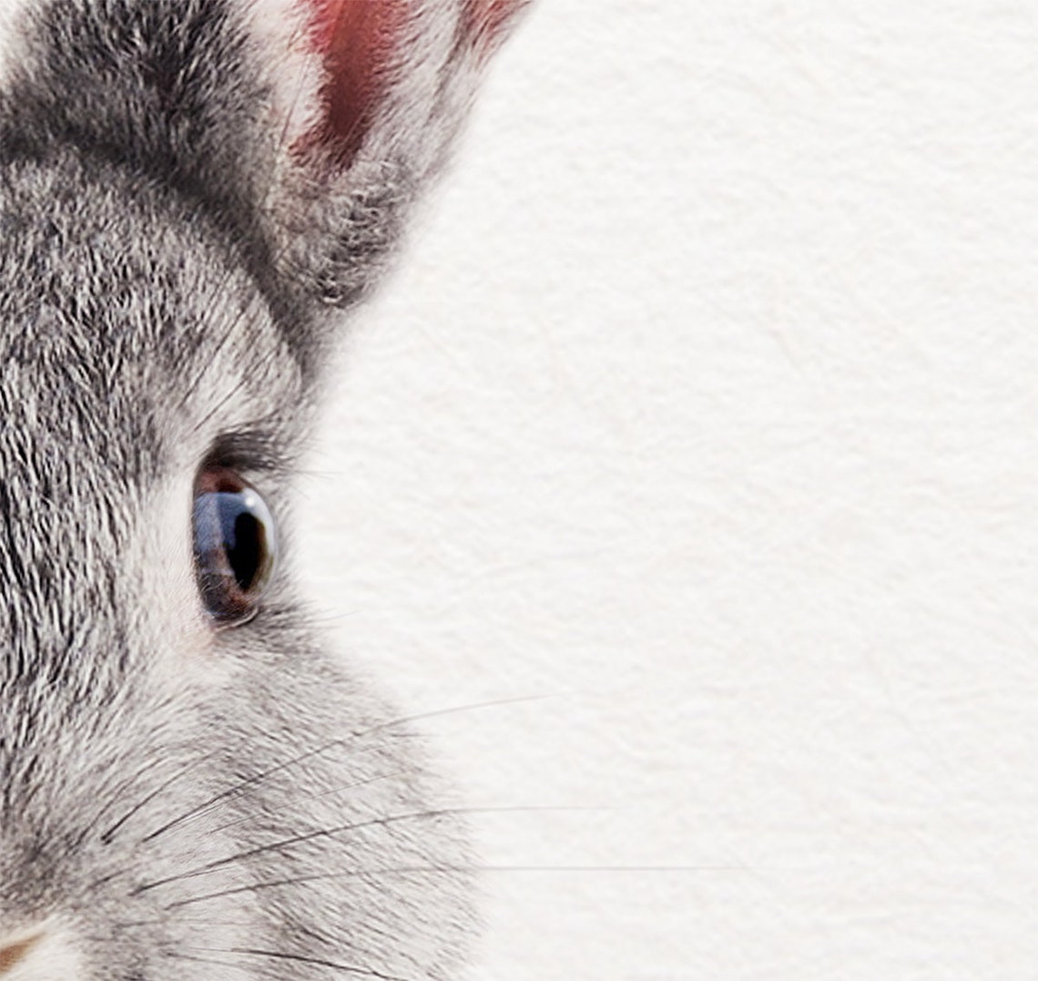 Set of 2 Bunny Print Rabbit Print Nursery Art Woodland | Etsy