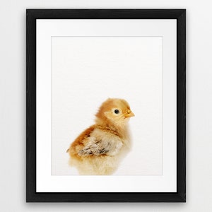 Chick Print, Nursery Wall Art, Cute Baby Animal Prints, Farm Animal ...