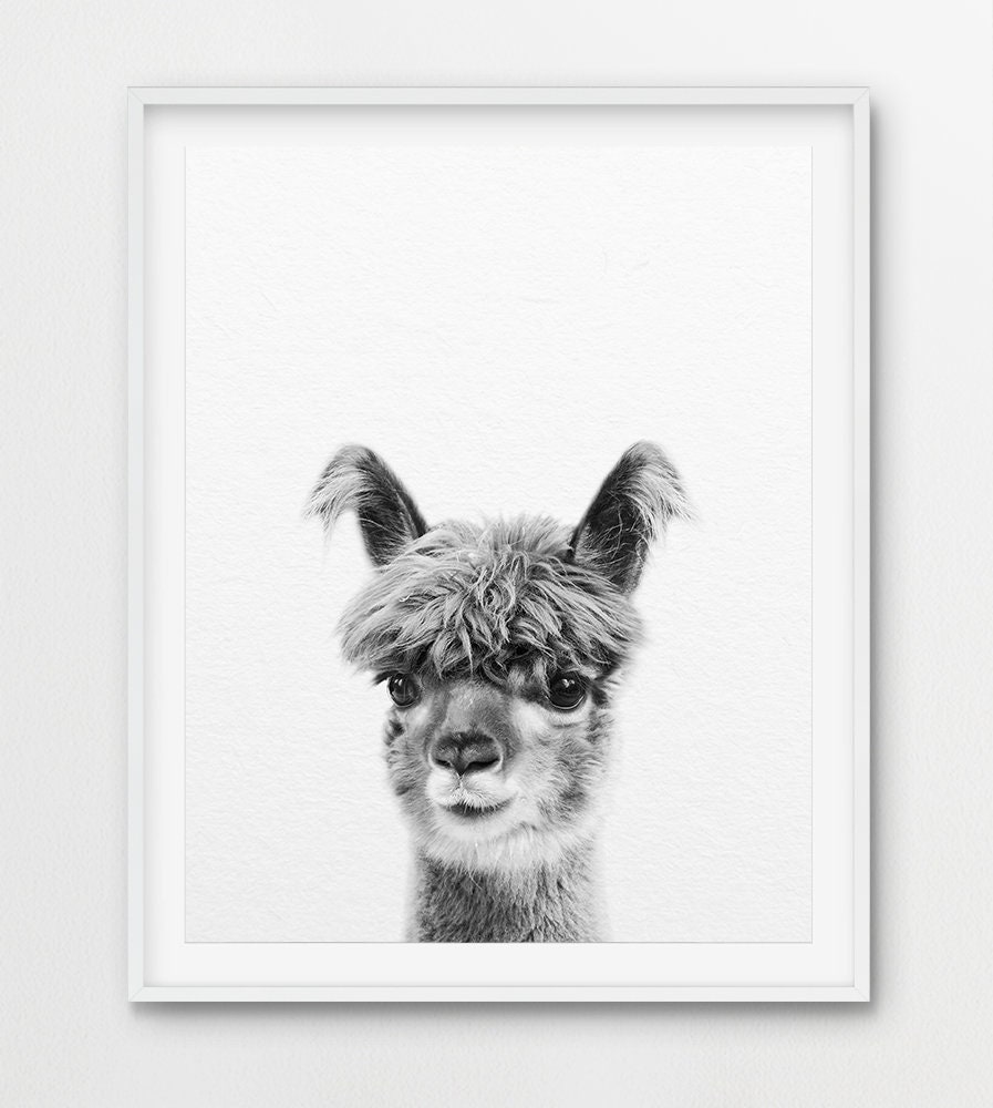 Alpaca Print Nursery Wall Art Llama Print Baby Alpaca - Etsy