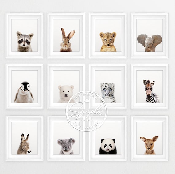 Baby Animals Pictures To Print