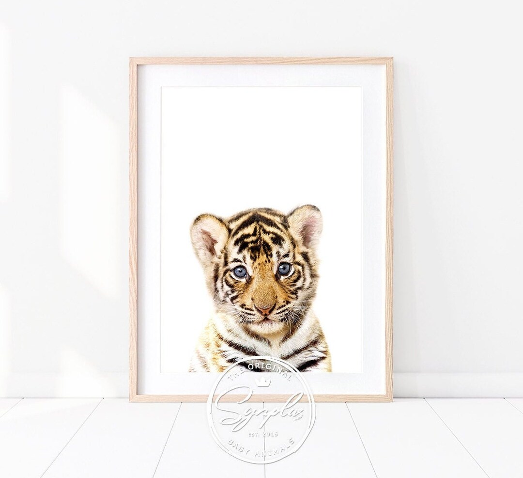 Baby Tiger Cub Print, Safari Nursery Wall Art Decor, Baby Animal Poster ...