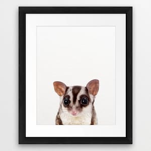 Sugar Glider Print, Cute Baby Animal Prints, Australian Squirrel Print ...