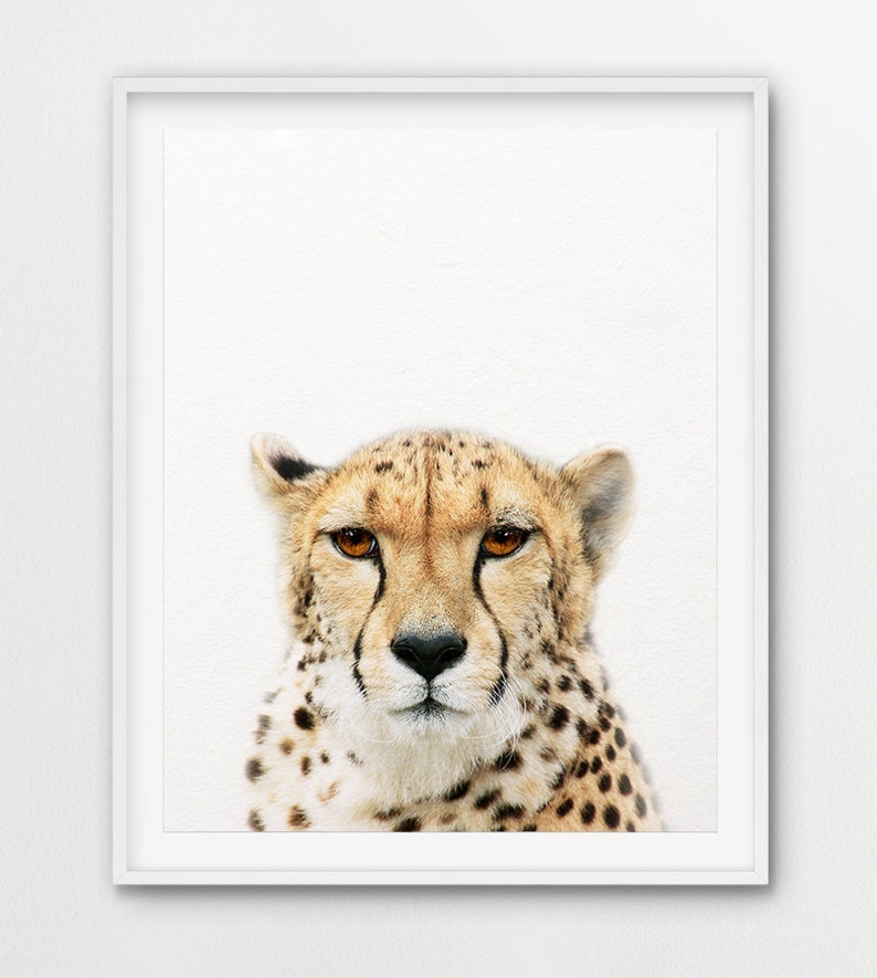 Cheetah Print, Cheetah Wall Art, Cheetah Photo, Safari African Animal ...