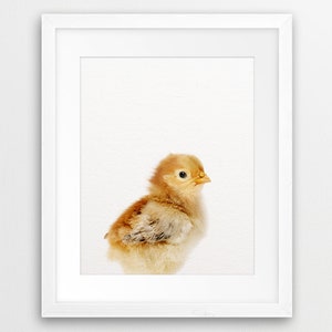 Chick Print, Nursery Wall Art, Cute Baby Animal Prints, Farm Animal ...