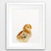 Chick Print, Nursery Wall Art, Cute Baby Animal Prints, Farm Animal ...