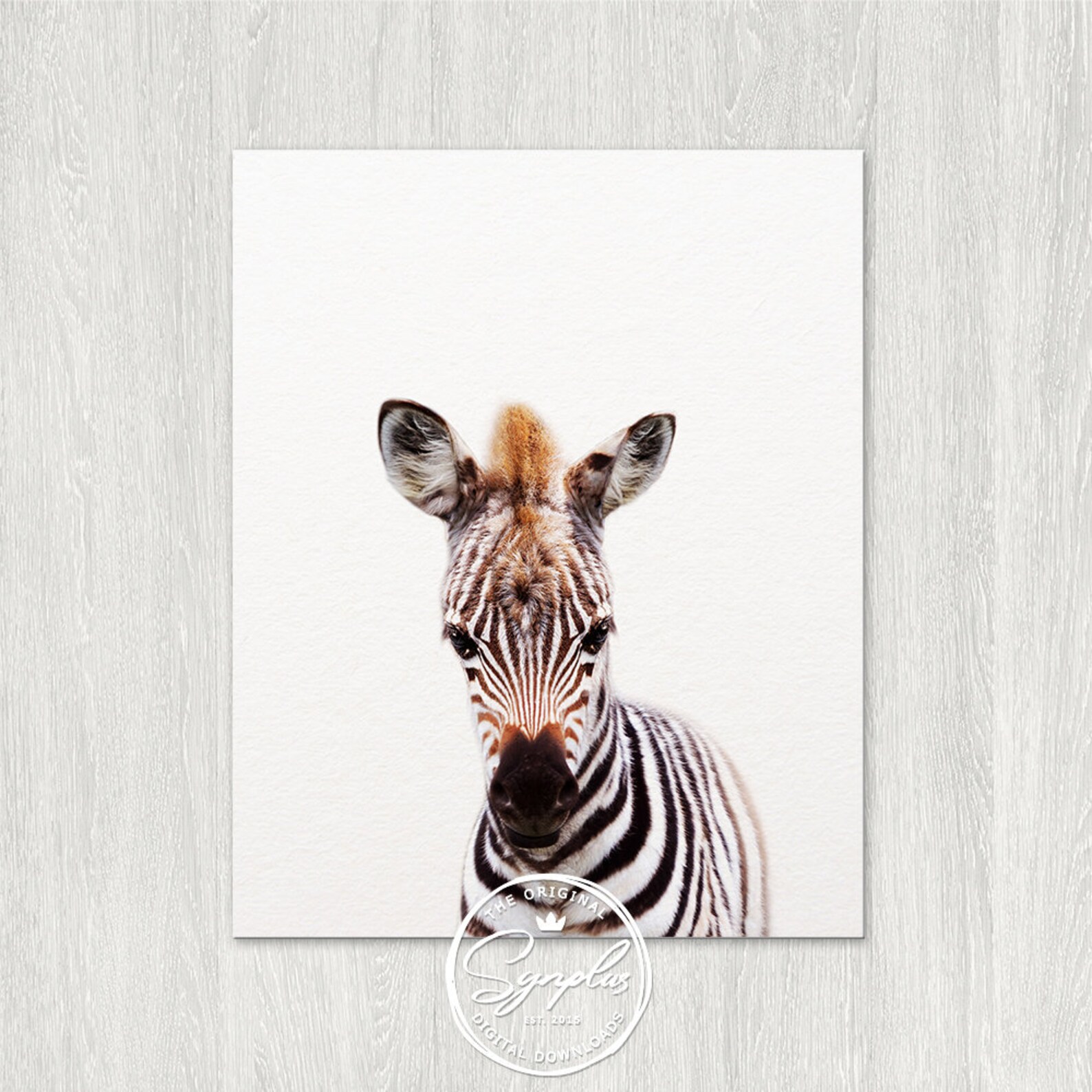 Zebra Print, Baby Zebra Art, Safari Animals Print, Baby Animal Prints ...