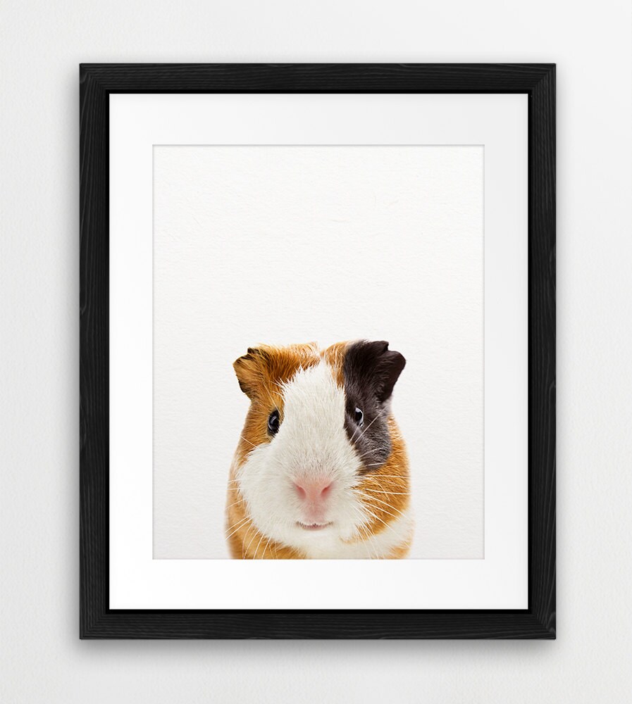 Guinea Pig Print, Nursery Wall Art, Baby Animal Prints, Kids Pet Art ...
