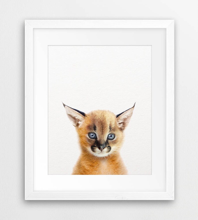 Caracal Print Baby Caracal Wall Art Safari African Animals | Etsy