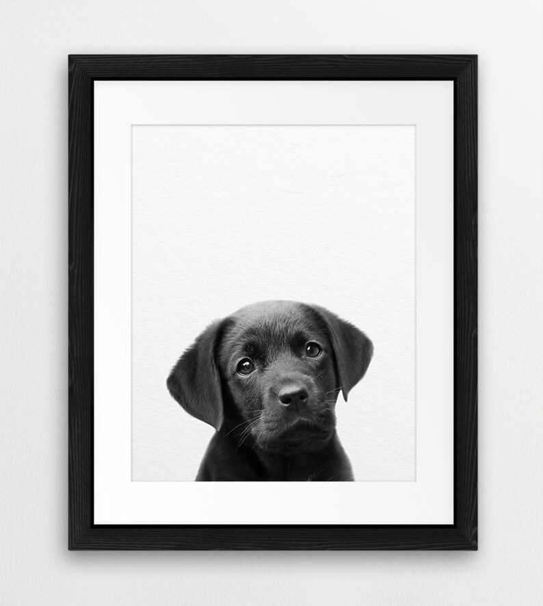 Puppy Lab Print, Baby Animals, Dog Print, Nursery Decor, Black Labrador ...