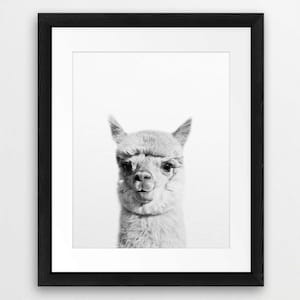Alpaca Print, Alpaca Wall Art, Llama Print, Baby Alpaca, Black & White ...