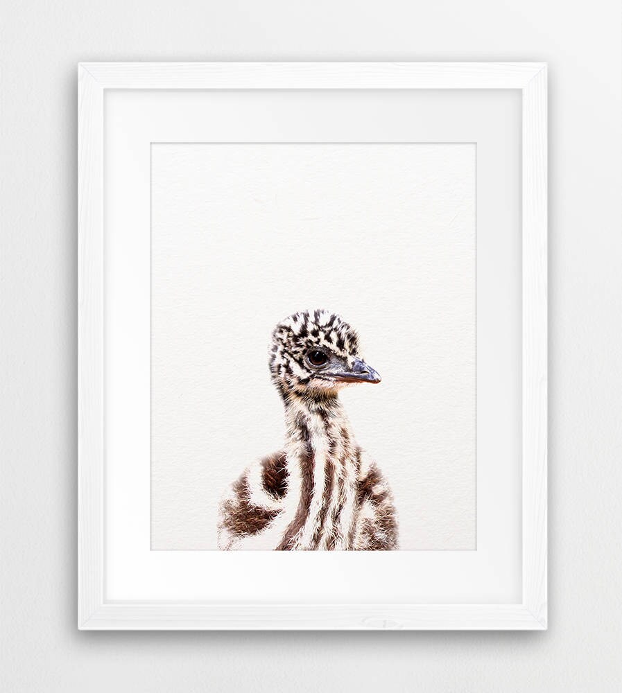 Emu Print Baby Animal Prints Australian Animals Emu Chick | Etsy