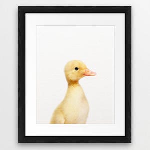 Duckling Print, Nursery Art, Baby Animal Prints, Farm Animals, Duckling ...