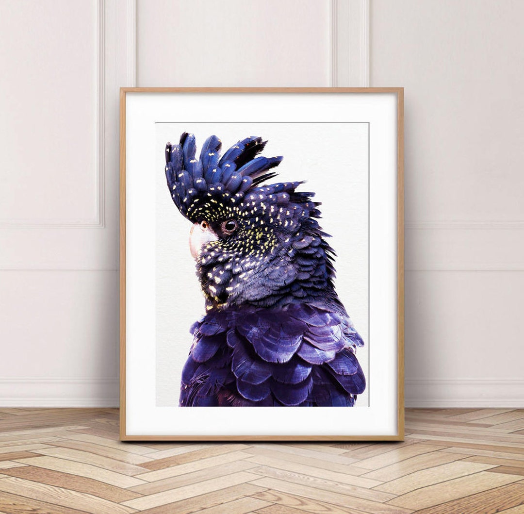 Black Cockatoo Print, Parrot Print, Australian Bird Wall Art, Blue and ...