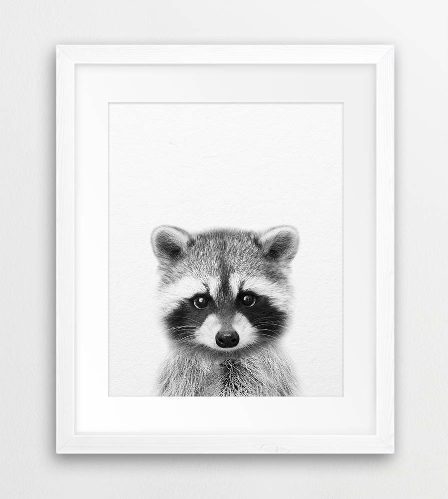Raccoon Print, Woodland Animals, Animal Art, Baby Animals, Black ...
