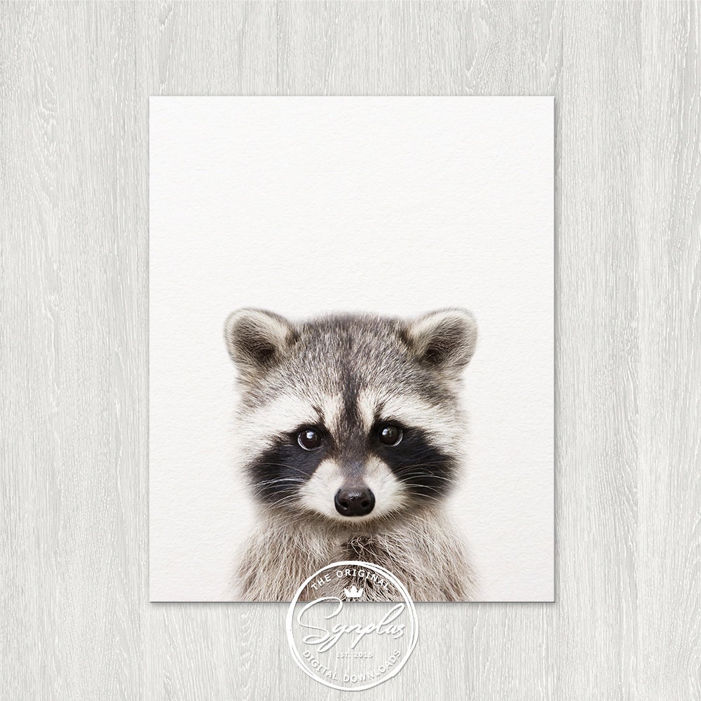 Raccoon Print Woodland Animals Animal Art Baby Animals | Etsy