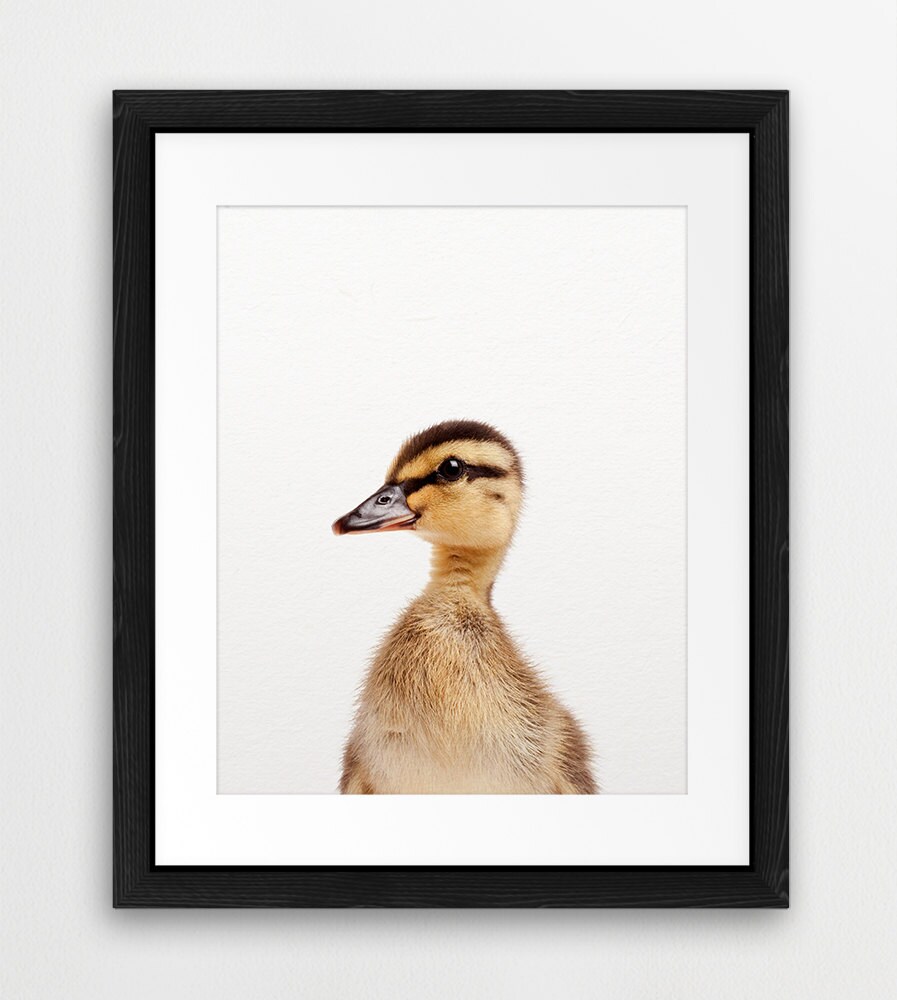 Nursery Art Duckling Print Baby Animal Wall Art Duckling | Etsy