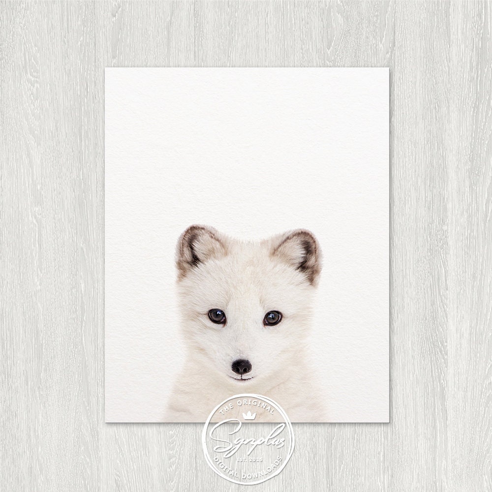 Fox Print Arctic Fox Cub Art White Animal Photo Baby Animal - Etsy