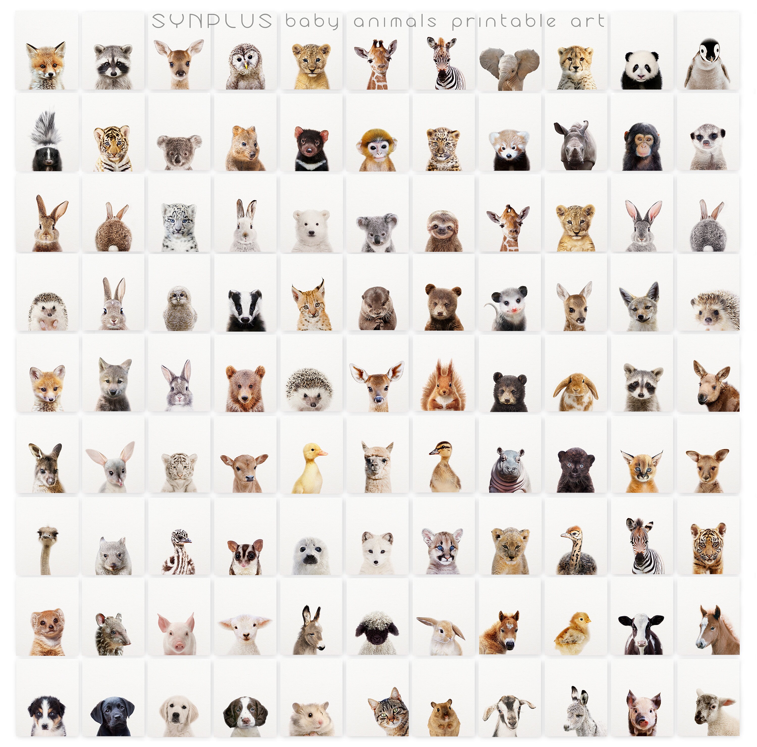 Woodland Animals Print, Nursery Decor, Baby Animal Prints Set 6, Bunny ...