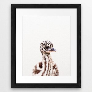 Emu Print, Baby Animal Prints, Australian Animals, Emu Chick Print ...