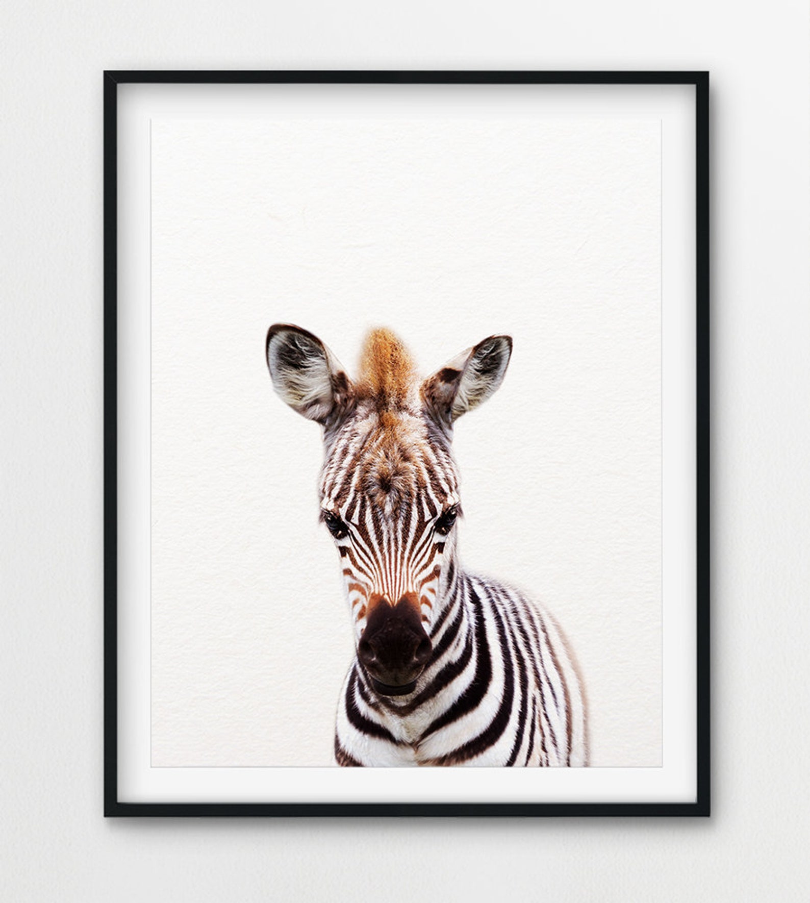 Zebra Print, Baby Zebra Art, Safari Animals Print, Baby Animal Prints ...