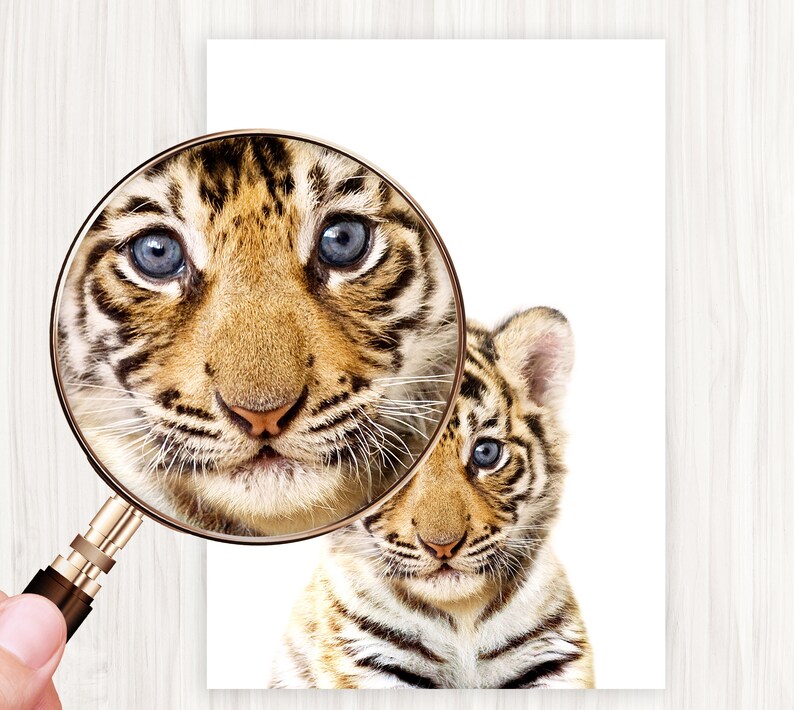 Baby Tiger Cub Print, Safari Nursery Wall Art Decor, Baby Animal Poster ...