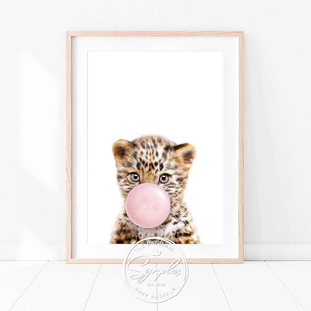 Baby Leopard With Bubble Gum, Leopard Blowing Bubble Gum, Safari ...