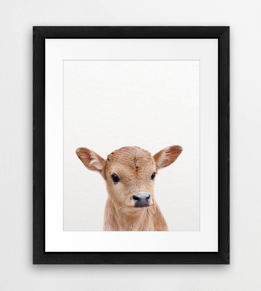 Calf Print, Baby Cow Print, Farm Animals Art Print, Baby Animals ...