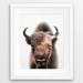 Buffalo Print Bison Wall Art American Bison Print Nursery - Etsy