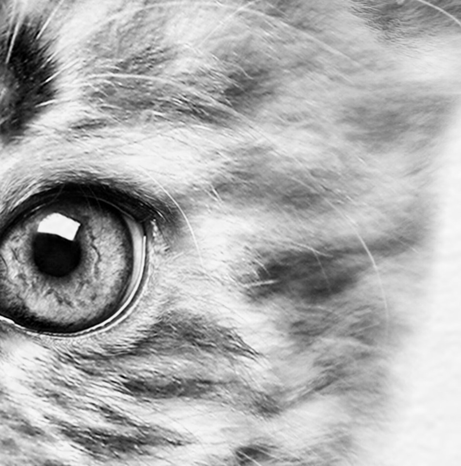 Leopard Cub Print Baby Leopard Art Forest Jungle Animal - Etsy