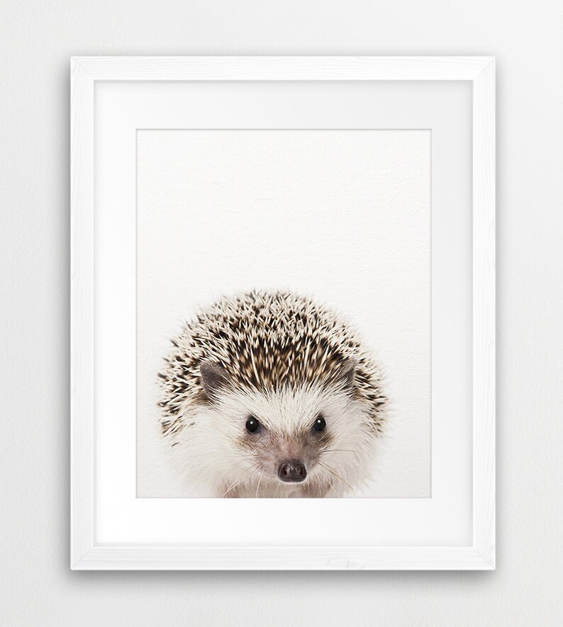 Hedgehog Print, Nursery Art, Woodland Animal Prints, Hedgehog Photo ...