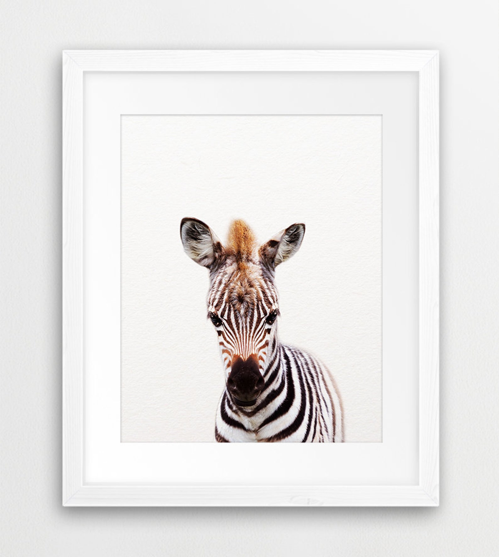 Zebra Print, Baby Zebra Art, Safari Animals Print, Baby Animal Prints ...