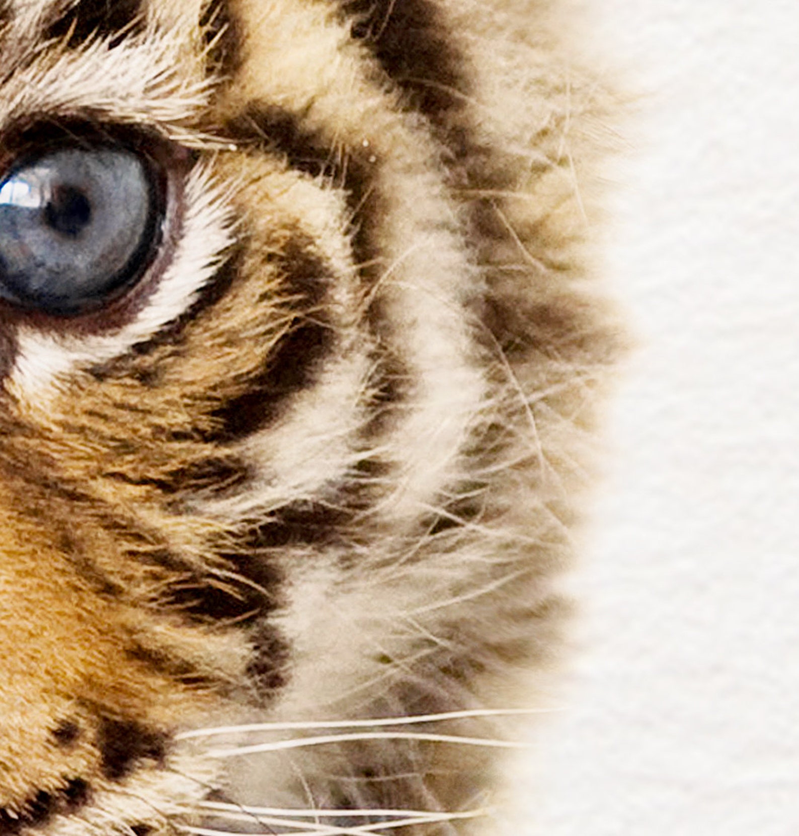 Baby Tiger Print Tiger Cub Forest Jungle Animal Prints | Etsy