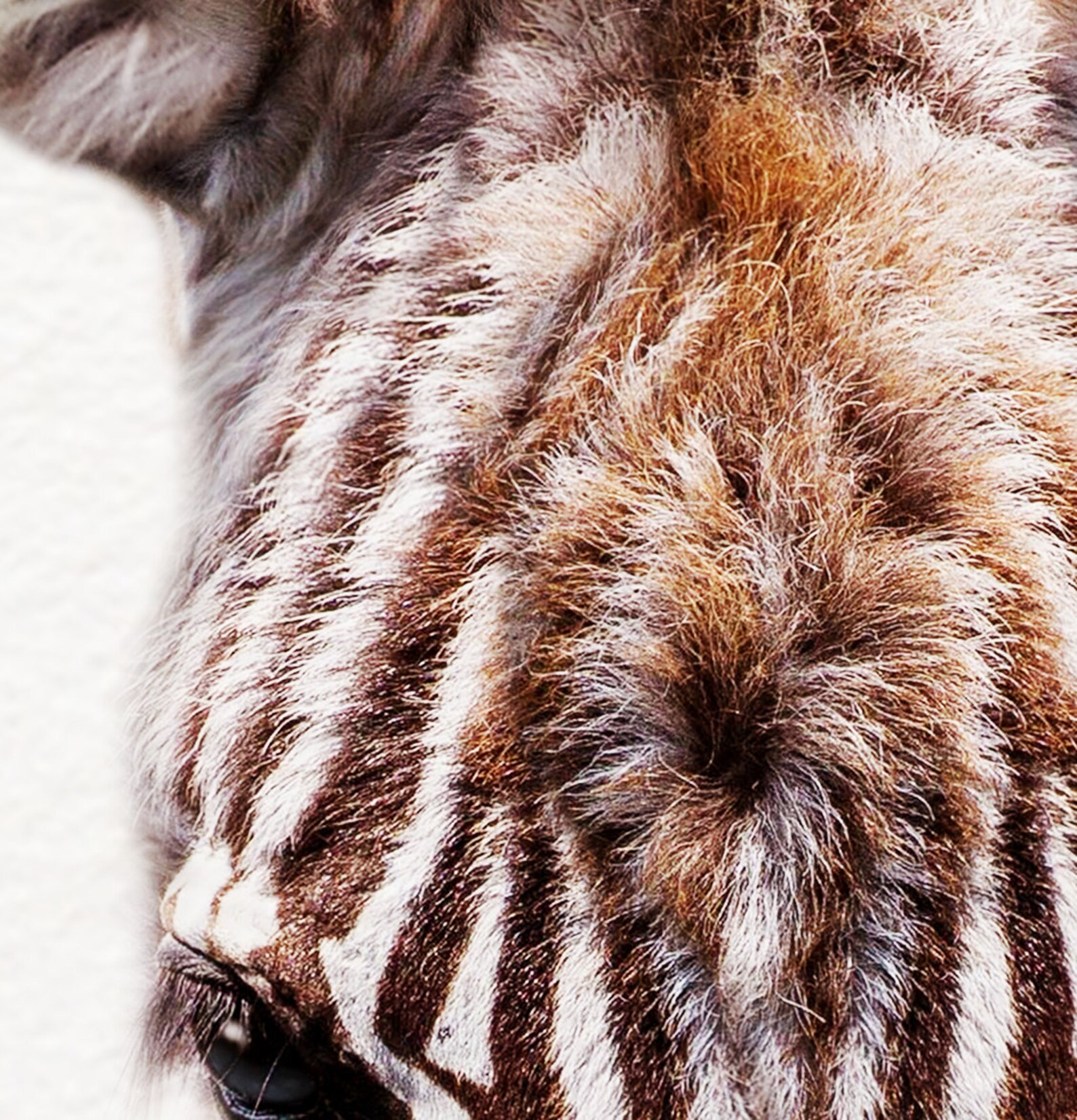 Zebra Print, Baby Zebra Art, Safari Animals Print, Baby Animal Prints ...