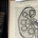 Anatomical Kidney on Gray's Anatomy - Etsy