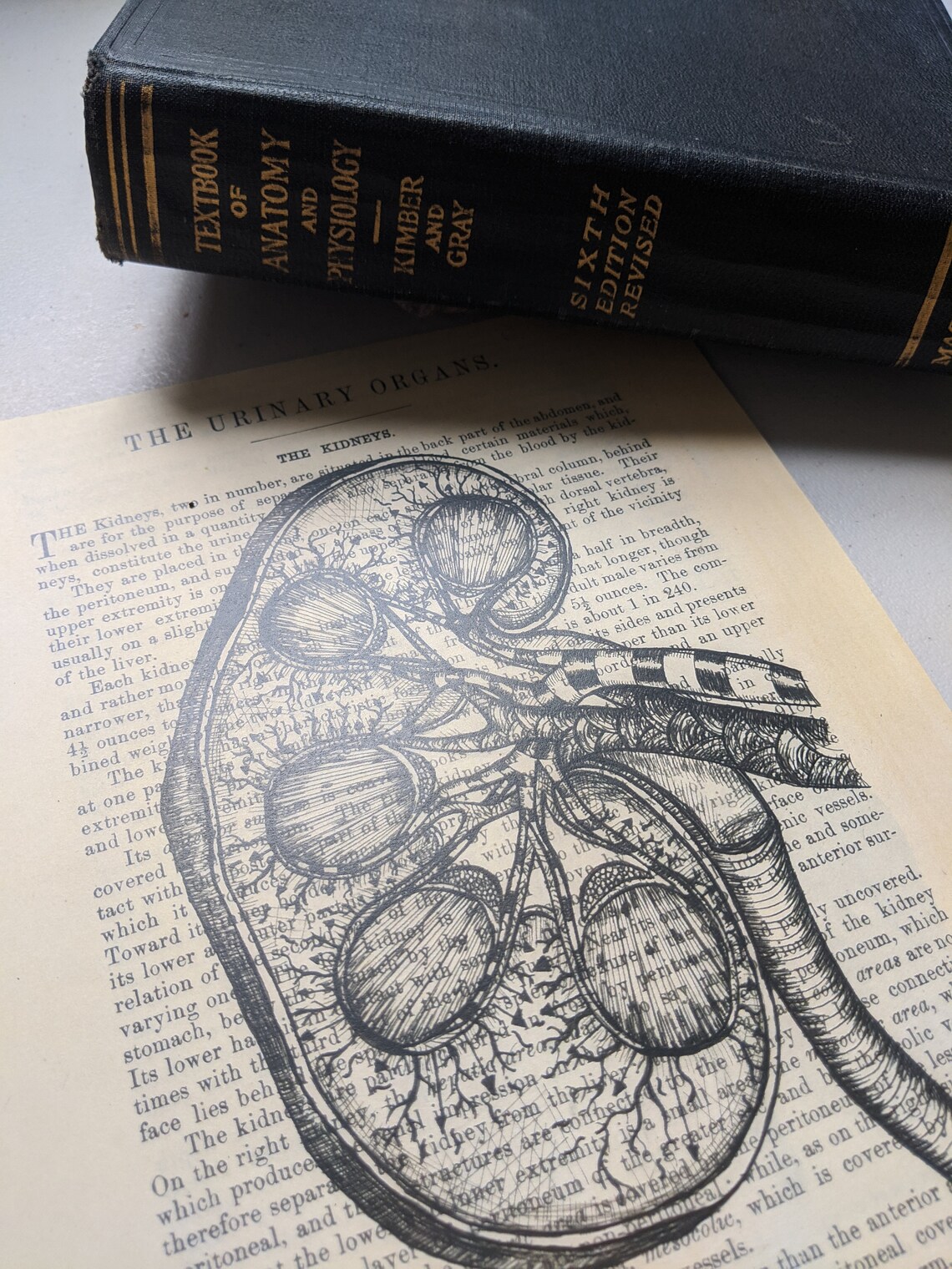 Anatomical Kidney on Gray's Anatomy - Etsy