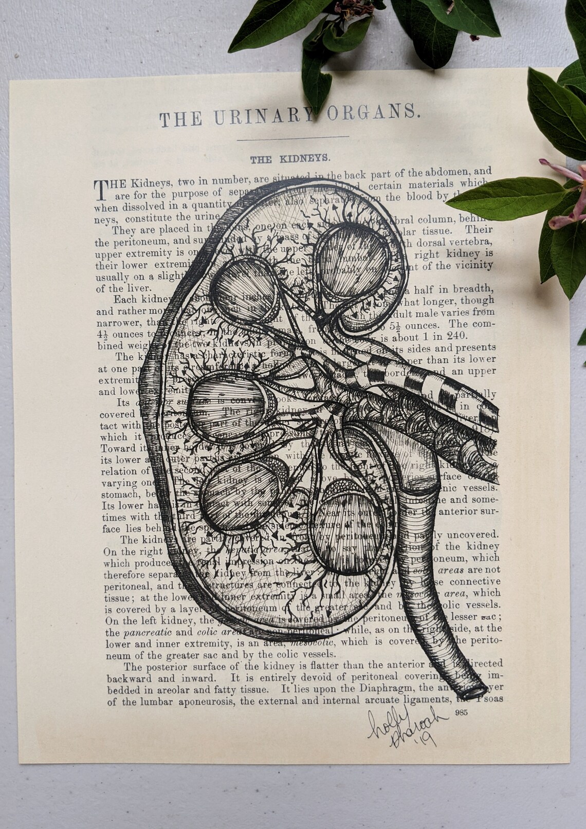 Anatomical Kidney on Gray's Anatomy - Etsy