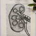 Anatomical Kidney on Gray's Anatomy - Etsy